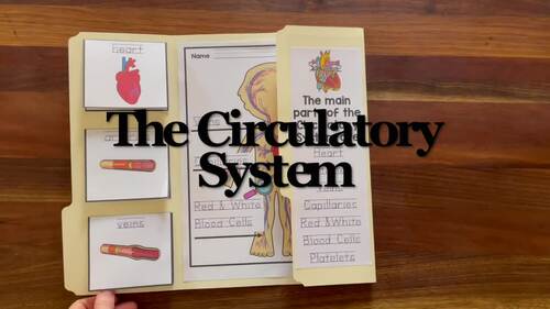 Circulator System Lapbook Human Body Activites Anatomy Activities by ...