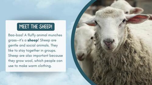 All About Sheep: Sheep Life Cycle Powerpoint Slides Animal Research ...