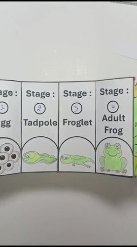 Life Cycle of a Frog Craft Sieence Cut and Paste Foldable Sequencing ...