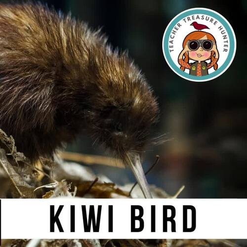 Kiwi bird information page for New Zealand animal research report or ...