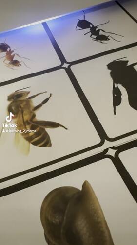 Shadow Matching Forest Animals Flash Cards Montessori Memory Game Class ...