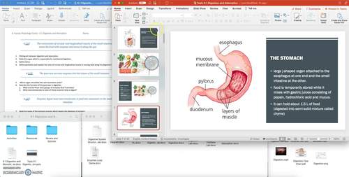 IB Biology Topic 6.1 Digestion and Absorption PPT, Guided Notes, Activities