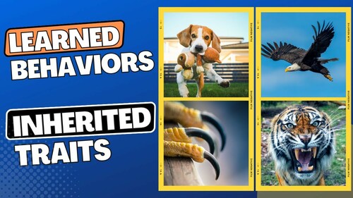What are Learned Behaviors & Inherited Traits? | Structures Functions