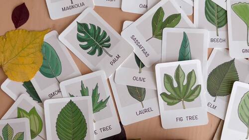 Leaf Flash Cards – Leaf Identification 3-Part Montessori Nomenclature Cards