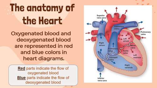 Human Body: Blood Flow and Heart, Factors Affecting Blood Flow | TPT