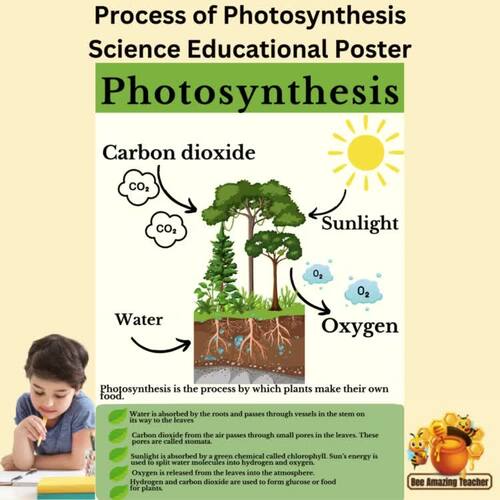 Process of Photosynthesis Science Educational Poster by Bee Amazing Teacher