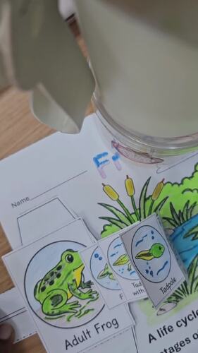 Frog Life Cycle Slider Craft | Life Cycles Activity | Spring Craft