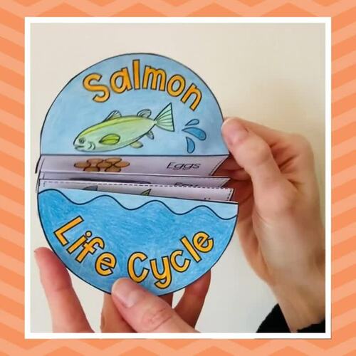Life cycle of a salmon fish foldable activity and word wall | TPT