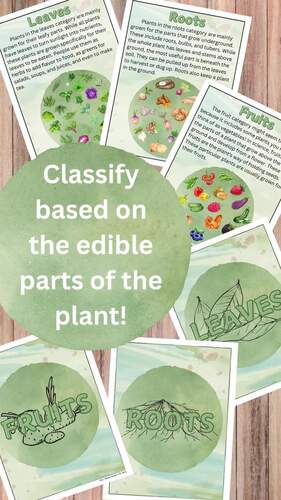 Garden Vegetable Sort Elementary Science Biology Classification Game ...