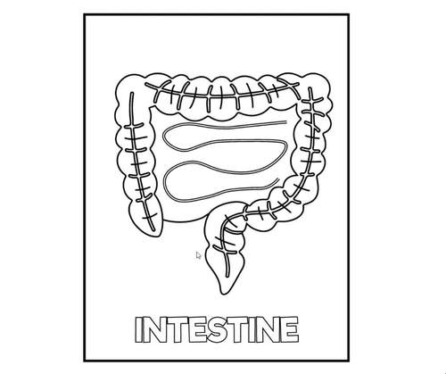 large intestine coloring pages