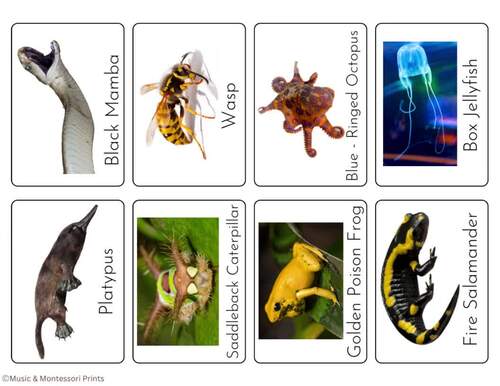 Animal Defense Mechanisms/Montessori 3 Part Cards/Writing/Informational ...