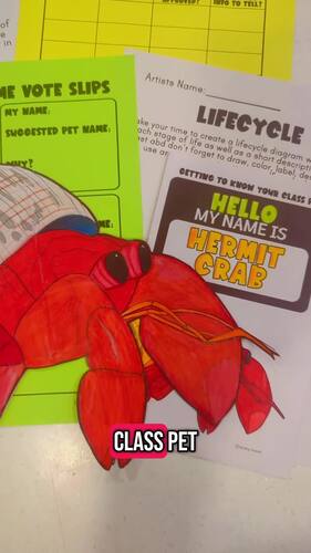 Hermit Crab Class Pet Activity – Reading, Writing, Research & Drawing