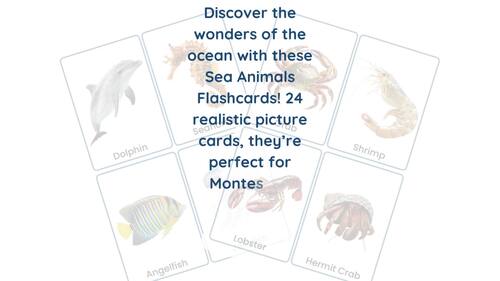 Sea Creatures Flashcards – 24 Realistic Picture Cards Educational Learning