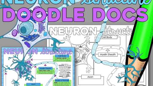 Neuron Structure Doodle Notes Graphic Organizer for Labeling Parts of a ...