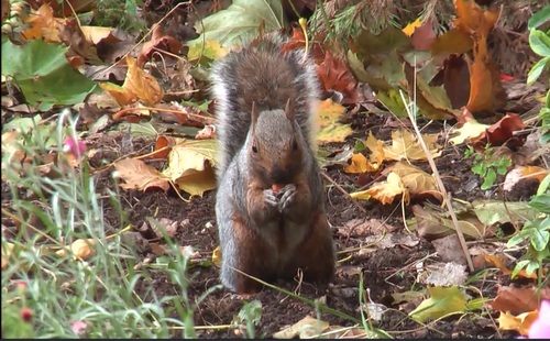 A Forest Adventure: Changing Habitats by Science in the Corner | TPT