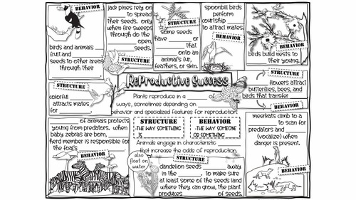 Reproductive Success Doodle Notes & Quiz | Adaptations, Natural Selection