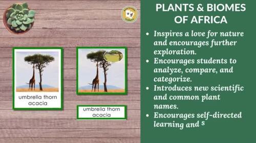 Plants and Biomes of Africa Map 3 Part Cards Sort Facts Montessori