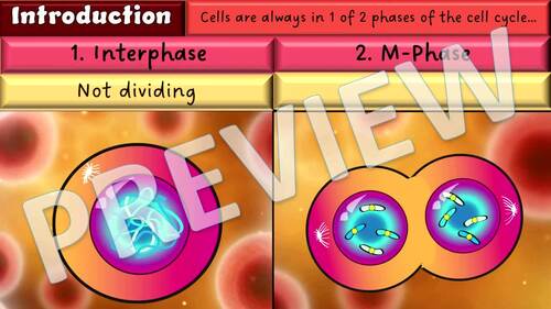The Cell Cycle & Cancer Lesson Bundle (PowerPoint, Guided Notes, Foldable)