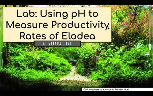 Virtual Lab: Using pH To Track Productivity Rates of Photosynthesis of ...
