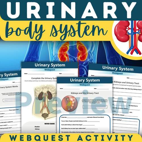 Urinary Excretory System Webquest Human Body Systems Activity | Kidney ...