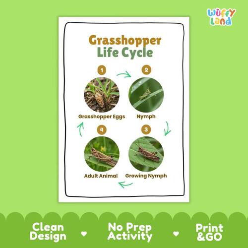 Grasshopper Life Cycle Chart & Cut and Paste Activity | Insect Biology ...