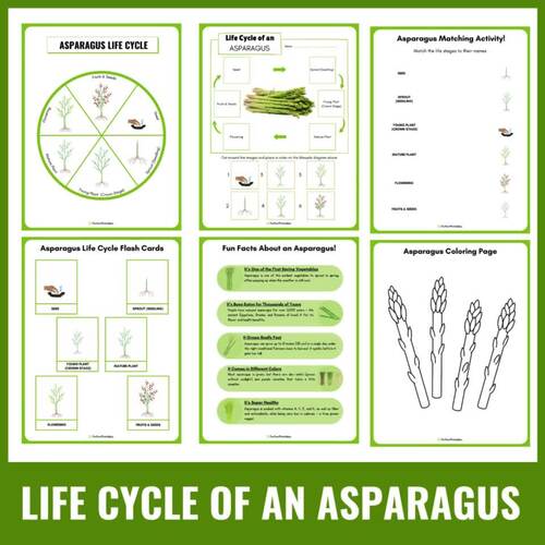 Asparagus Plant Life Cycle | Vegetables unit study worksheet with fun ...