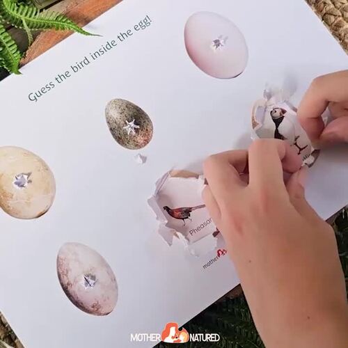 Bird Egg Surprise Game | Bird Egg Activity | Bird Life Cycle | Bird ...
