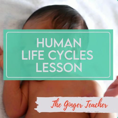 Human Life Cycle Lesson by The Ginger Teacher | TPT