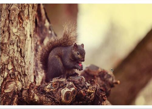 Boom Learning Photo Cards: Animals by SLP Friend | TPT