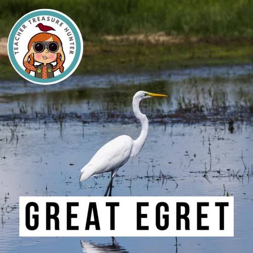 Great Egret nonfiction article | information page for pond animals report