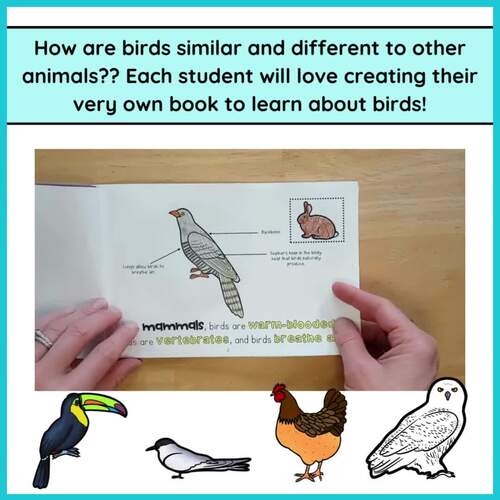 "What is a Bird?" | An Easy-to-Create Book to Teach the 7 Traits of All ...