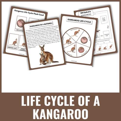 Life Cycle of a Kangaroo | Australian Animal Unit Study With Fun Facts!