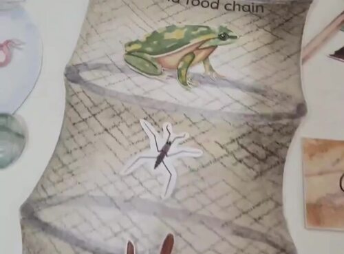 Pond Dipping Dramatic Playset, Pond Unit Study, Frog Life Cycle, Food Chain
