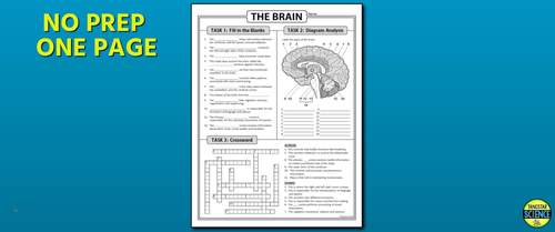 Brain Homework Review Worksheet / Test Prep | Printable & Distance Learning