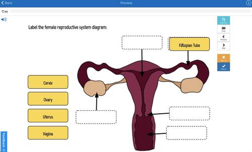 The Reproductive Systems BOOM Cards (Male & Female) - Digital task Cards