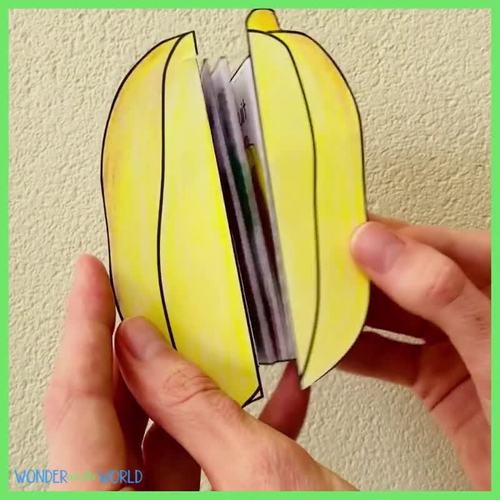 Life cycle of a cocoa bean tree foldable sequencing activity and photo ...