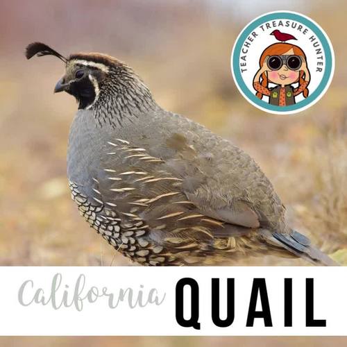 California Quail bird nonfiction information page for reading and ...