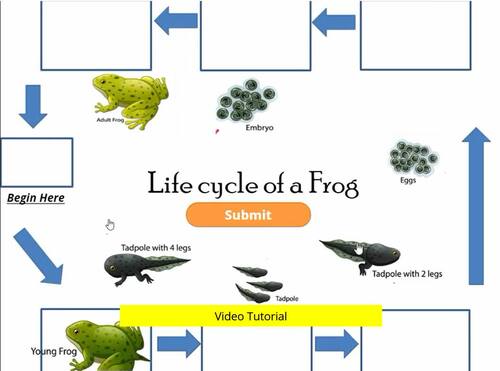 Life Cycle of a Frog Digital Interactive Google classroom Drag and Drop