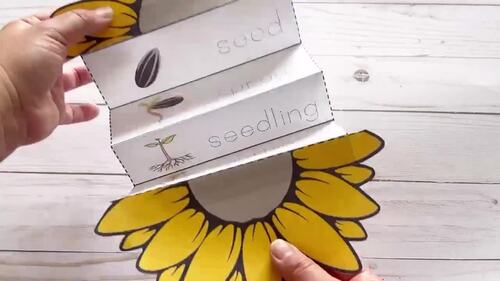 Plant Life Cycle Sunflower Craft Spring Activities by Liv and Leb