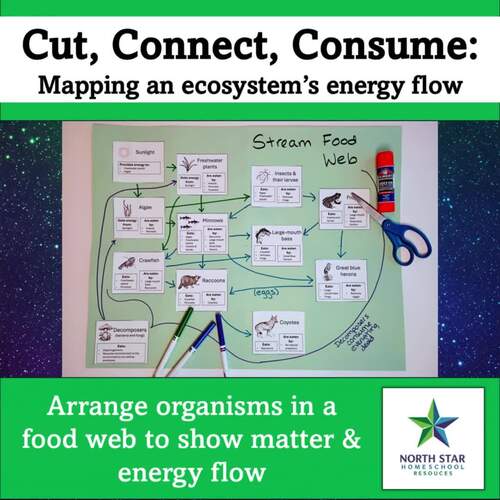 Ecosystem Food Web Model Lab Activity Matter & Energy Flow High School ...