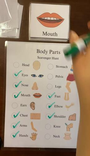 Human Body Parts Scavenger Hunt, Human Anatomy Learning Center Matching ...