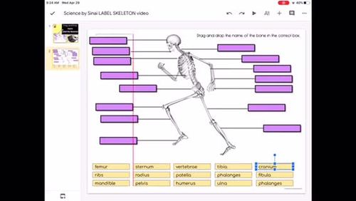 LABEL SKELETON BONES Drag and Drop Activity Digital by Science by Sinai