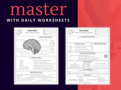 Nervous System Worksheets + Answer Key | Anatomy & Physiology | Mini-Series