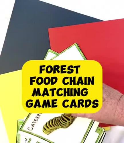 Forest Food Chain Matching Game Cards | Producers & Consumers Grades 2-5