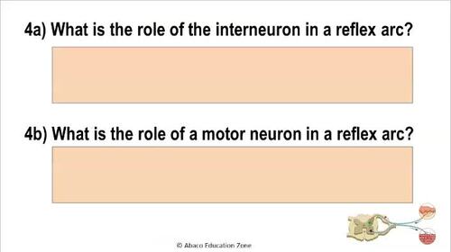 Nervous System Reflex Arc Digital and Print Activity by Abaco Education ...