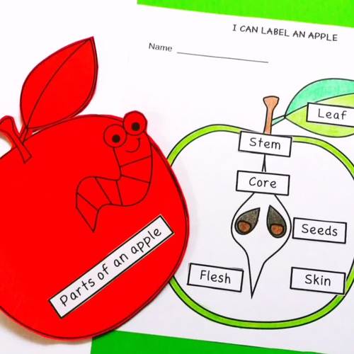 Parts of an apple science labeling craft by Butterflo Kids | TPT