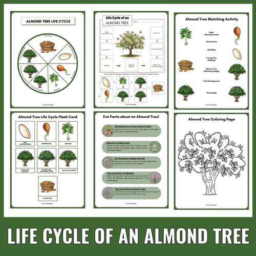 Almond Tree Life Cycle: Botany Science Unit Study Cut & Paste Activity ...