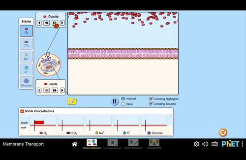 Membrane Transport Worksheet with PhET Simulation | Simple, Facilitated ...