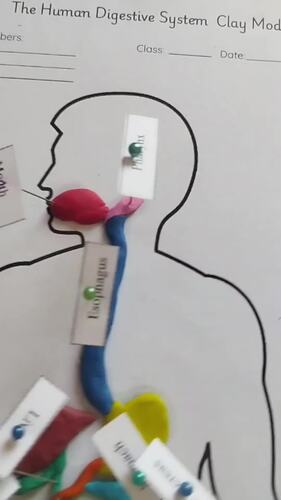 The Digestive System Middle & High School Hands-on Activity | TPT