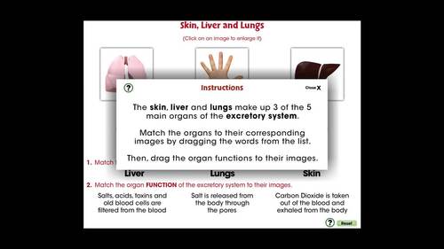 Circulatory,Digestive,Reproductive Systems: Skin, Liver and Lungs ...